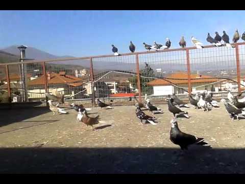 περιστέρια χρώματα Ροδίτης 6984465011 - YouTube