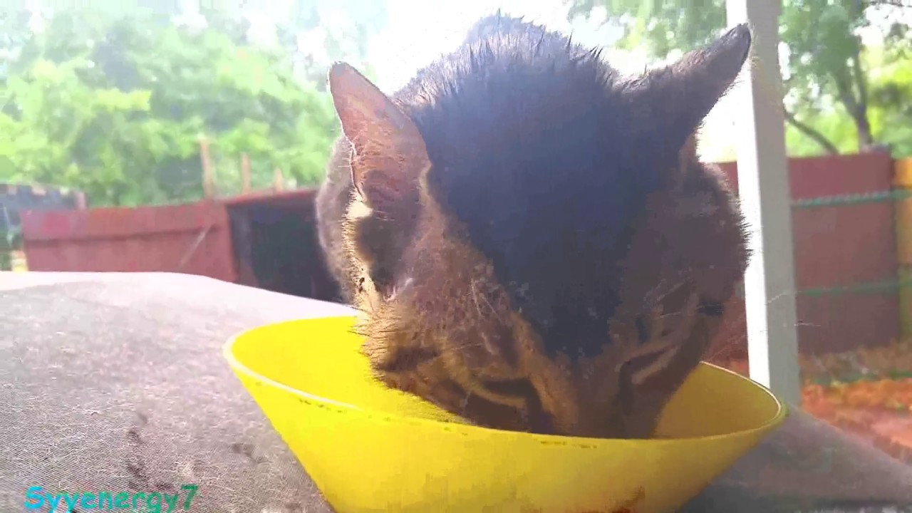 'Boots' the Rebel CAT, Cat in the Rain - YouTube