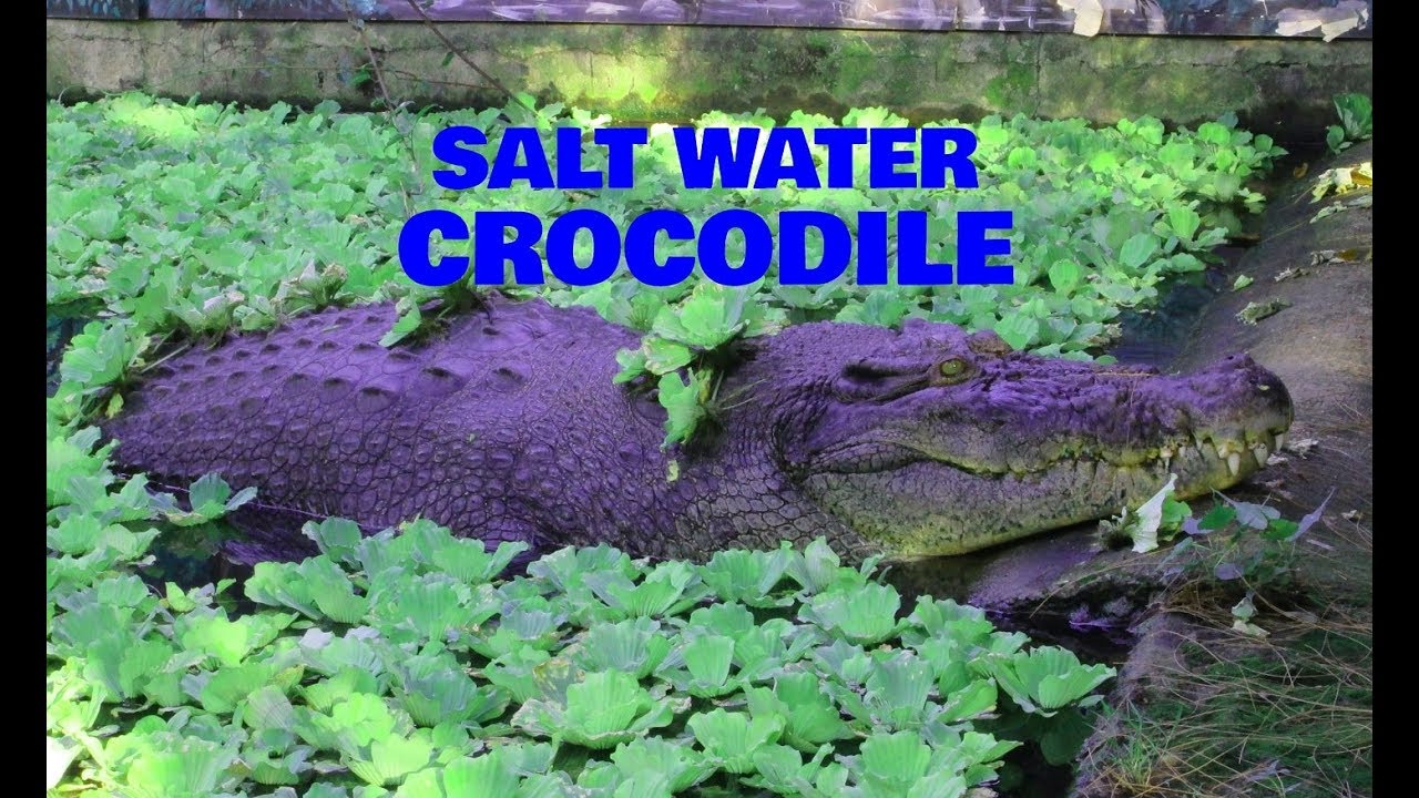CROCOLANDIA IN TALISAY CITY CEBU | J4 Vlogs - 001 - YouTube