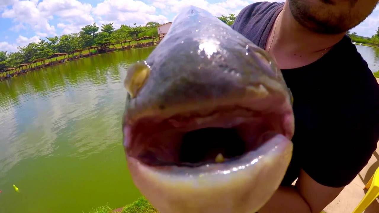 Pesca de redondos - Clube Pescar - GO - YouTube
