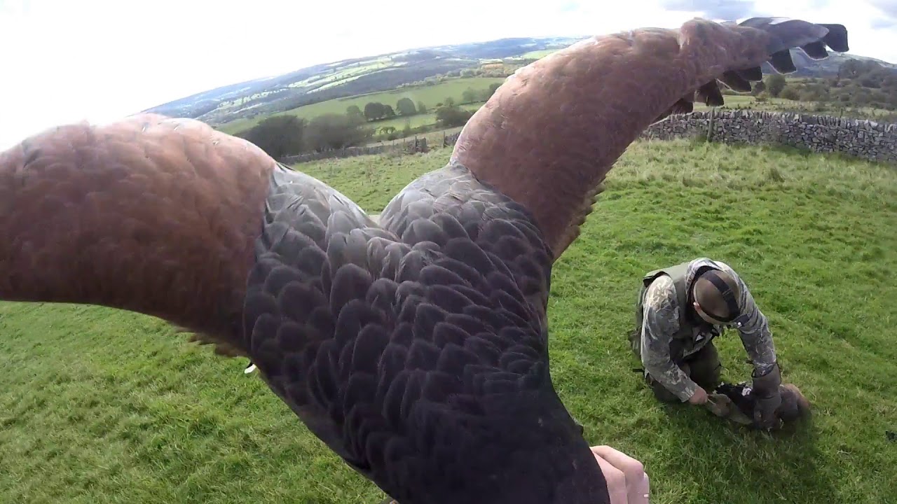 Harris Hawks Hunting Rabbits with Ferrets. Oct 2020 1st Day Out. - YouTube