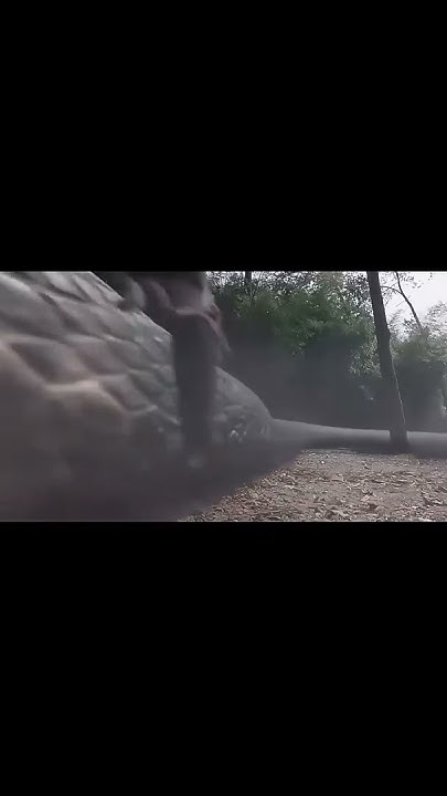 The man stabbed the python with a dagger! |【变异巨蟒 Mutant Python】| YOUKU ...