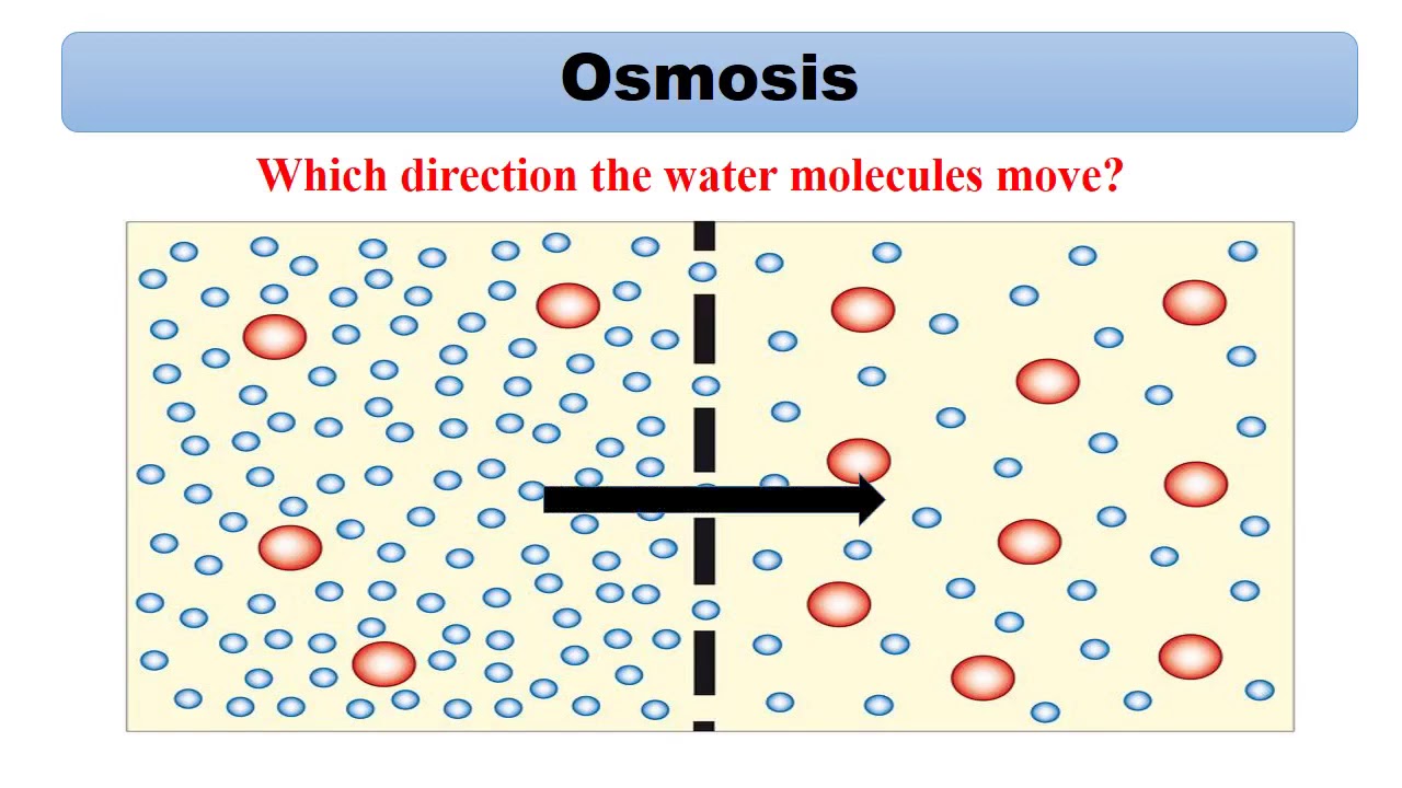 MED PHY104 level 1 introduction lecture 2 29 7 2020 - YouTube