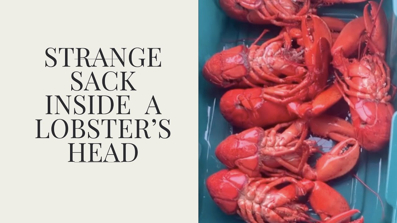 Strange Sack Inside Lobster - YouTube