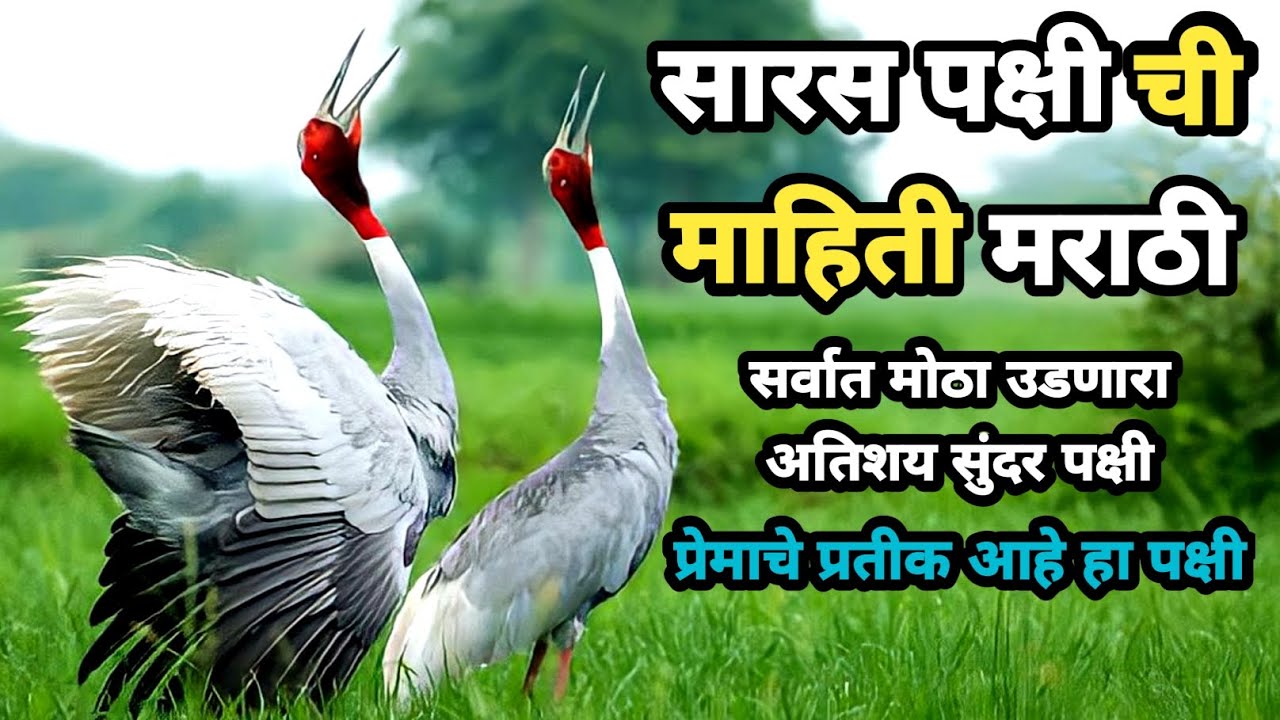 saras pakshi chi mahiti | saras pakshi | सारस पक्षी | saras pakshi ...