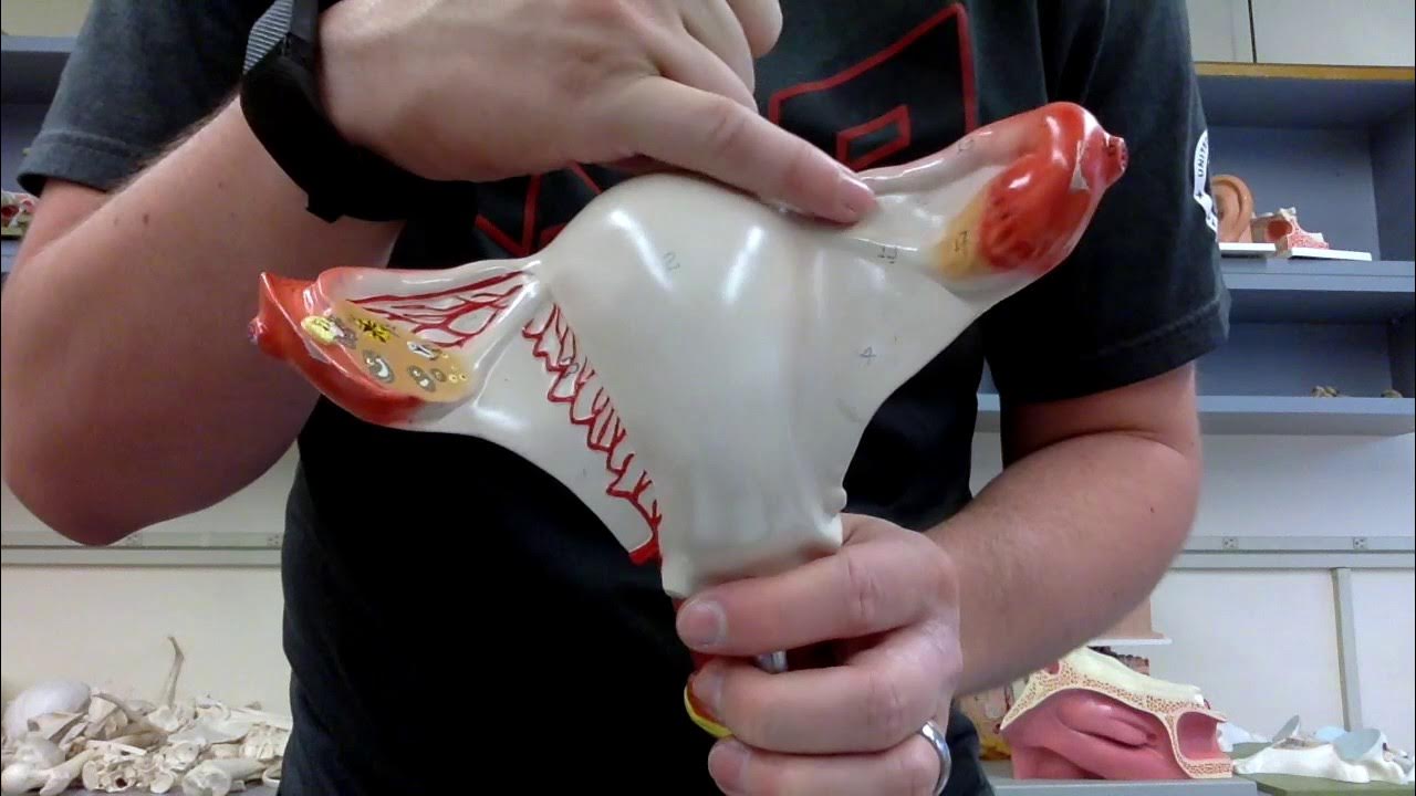 Anatomy II Episode 9: Reproductive System - TEACHER T - YouTube