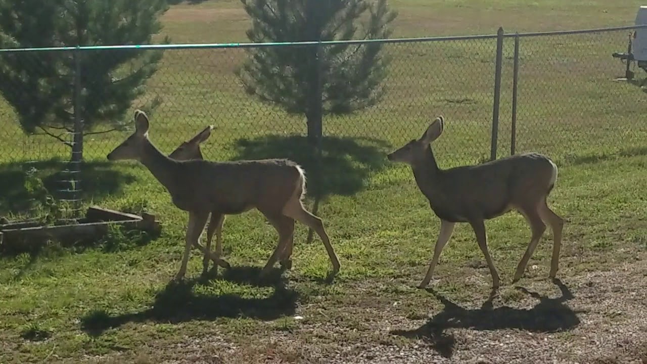 Deer Meeting - YouTube