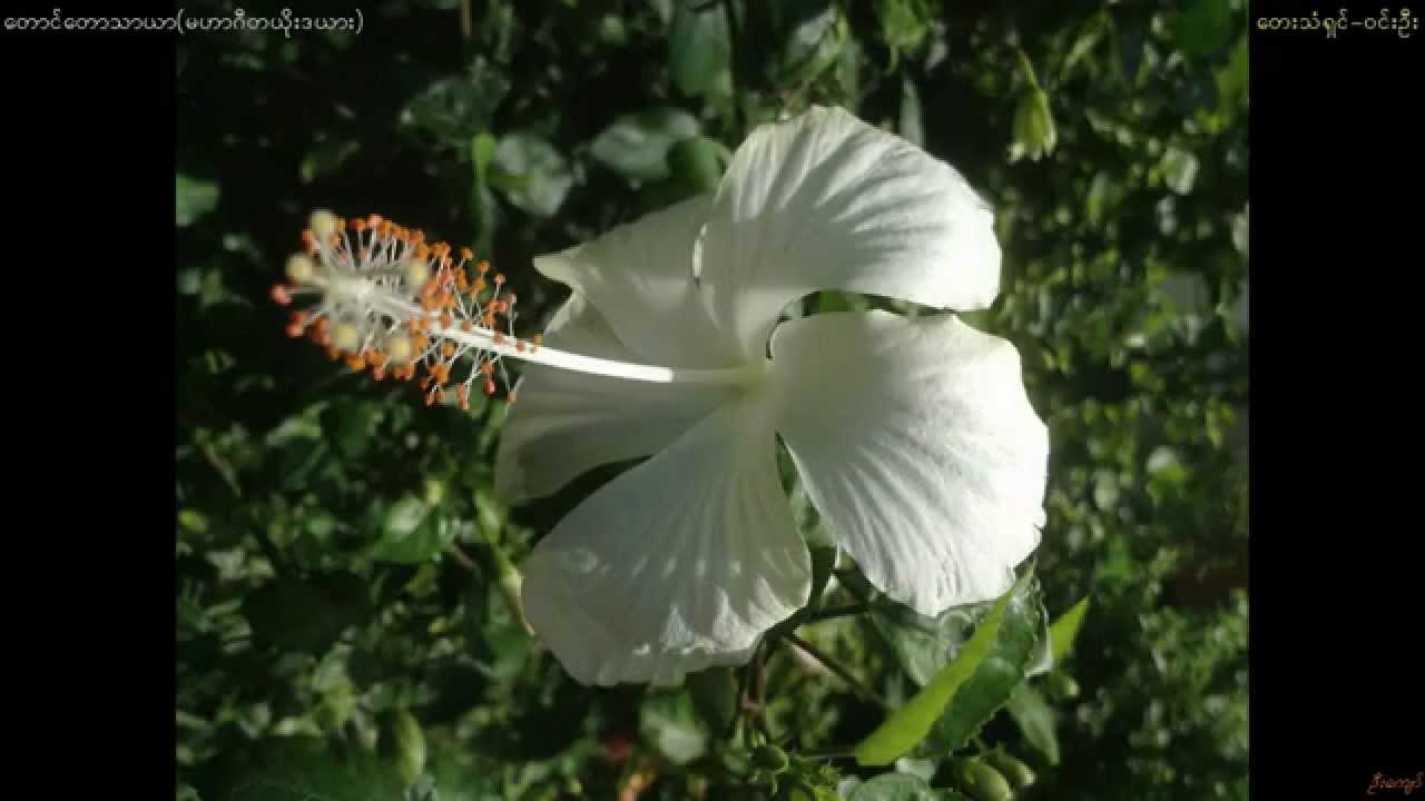 Win Oo-'Taung Taw Thar Yar' (Myanmar classical song) - YouTube