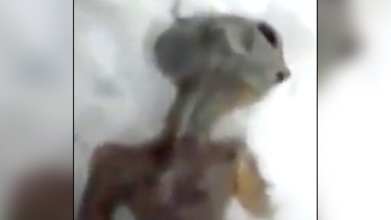 Man Discovers Mysterious 'Frozen Alien Corpse' and Buried in Snow - YouTube