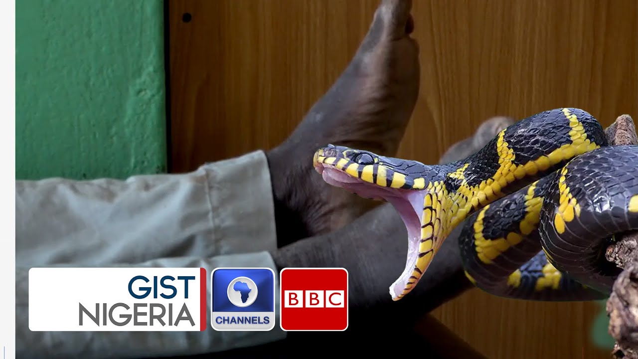 Fighting Snakebite Envenoming In North East Nigeria - YouTube