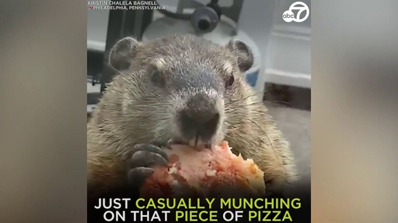 Groundhog Eating Pizza