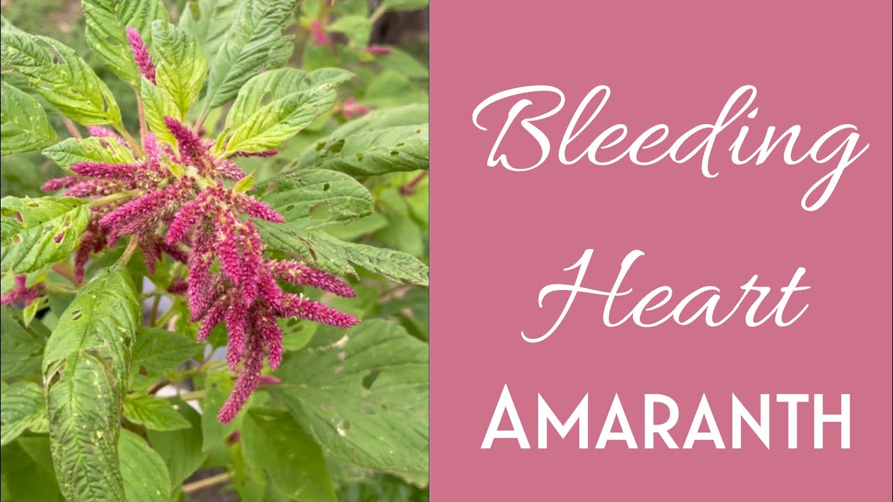 Bleeding Heart Amaranth - YouTube