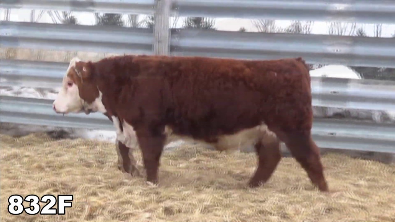 832F - 5th Annual JMF Bull Sale - YouTube