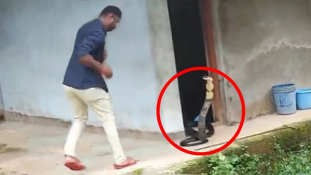 5 Scariest Animal Home Invasions Of All Time - YouTube