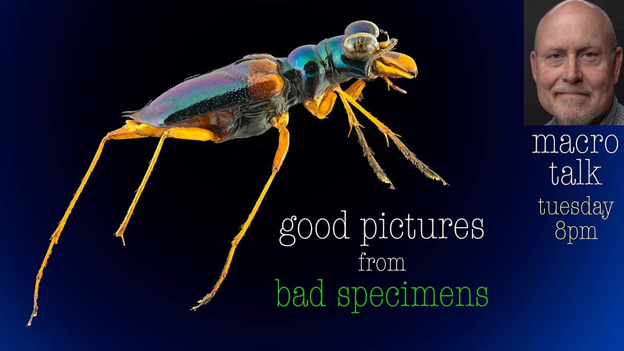 Good Pictures of Bad Specimens - Macro Talk #116 - AWPhotography 10/29 ...