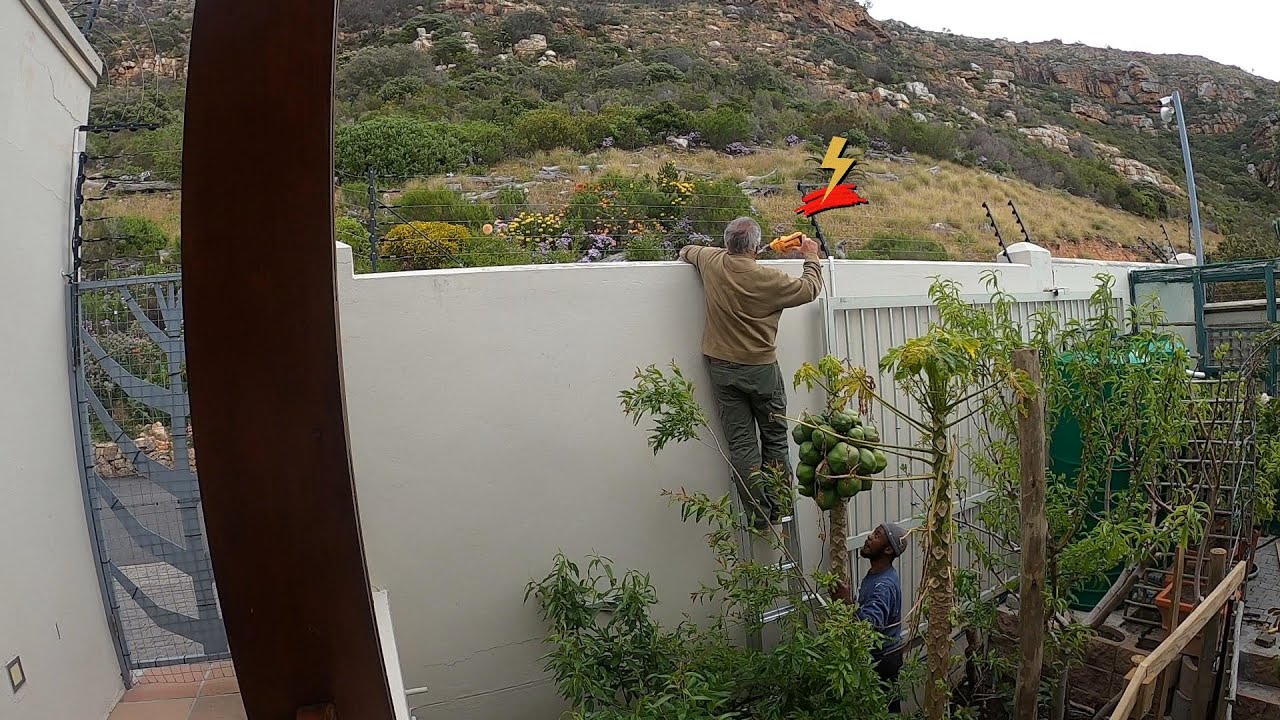 Building a protective cage around fruit trees to keep birds away and ...