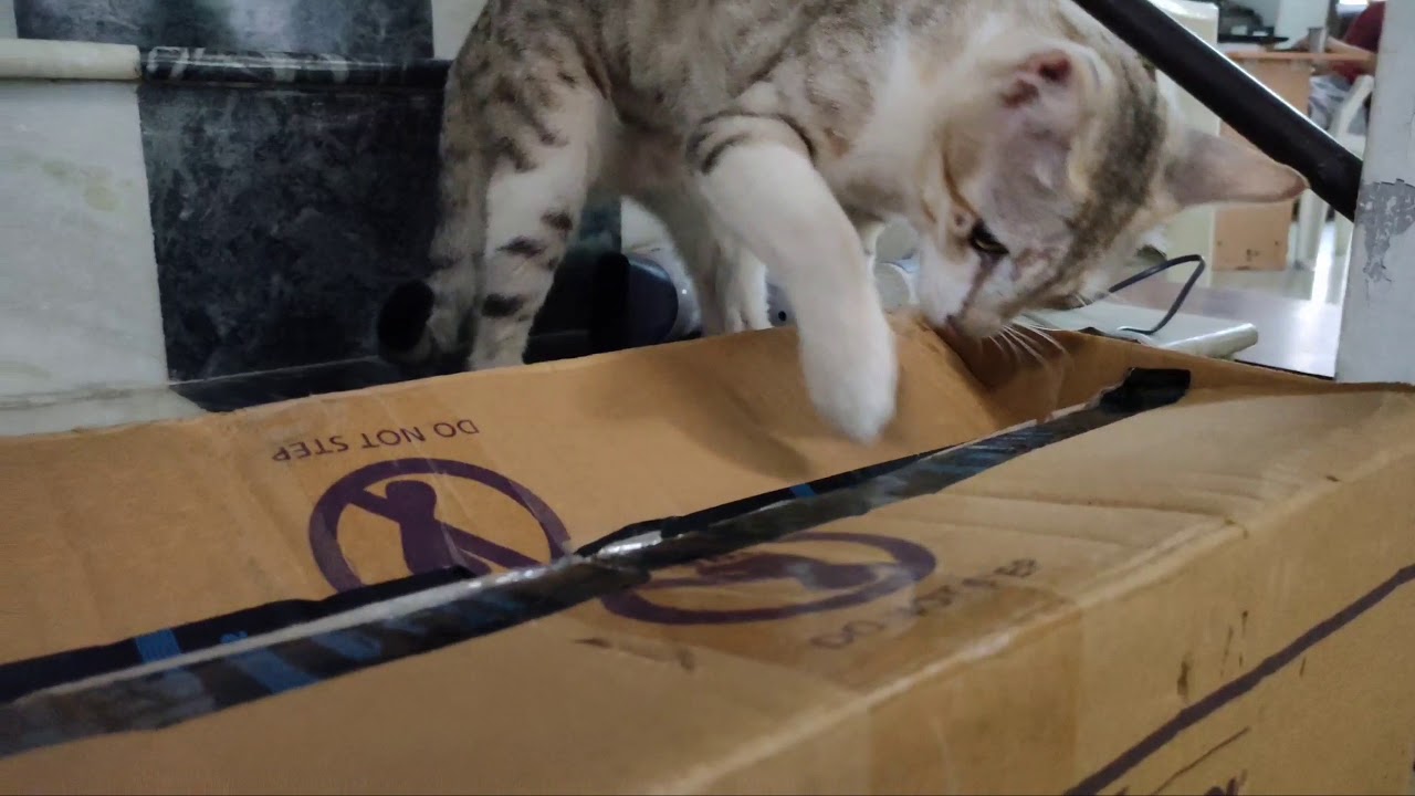 Cat trying to open the box|cat funny video | punai cat - YouTube