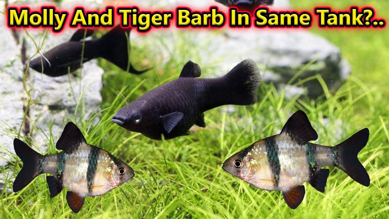 Molly And Tiger Barb இந்த இரண்டு மீனையும் ஒன்றாக போடலாமா? In Same Tank ...