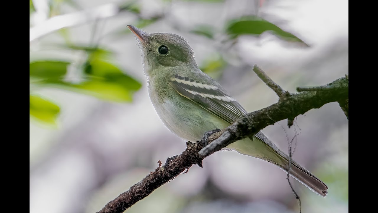 Acadian Flycatcher's Song - YouTube