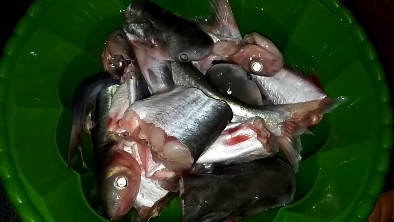 Natural " Botok Jendil Ikan tawar - YouTube