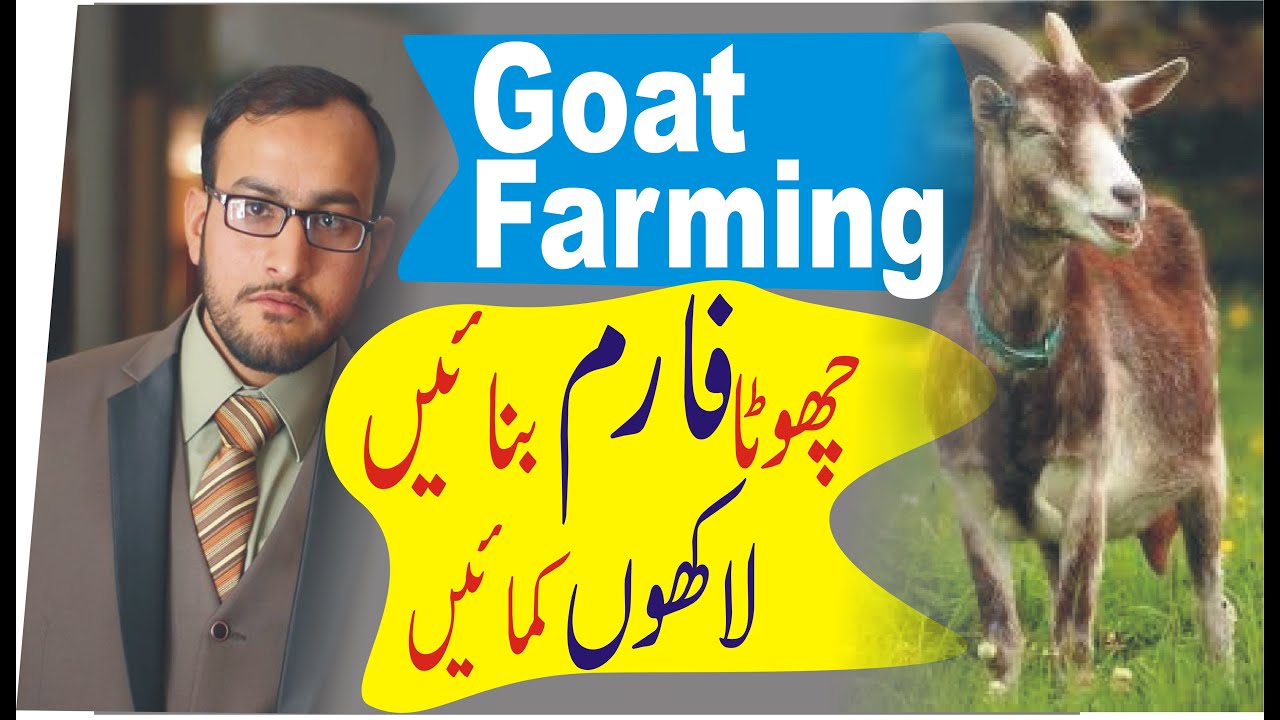 GOAT Farming Plan on Small Scale with Low Investment | Business IDEA ...