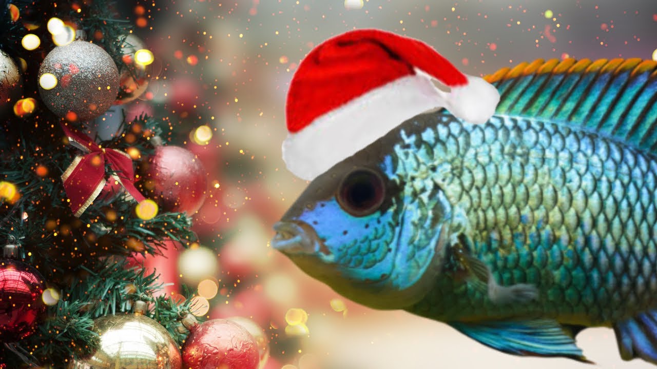 My Top 12 Holiday Inspired Fish for your Aqaurium - YouTube
