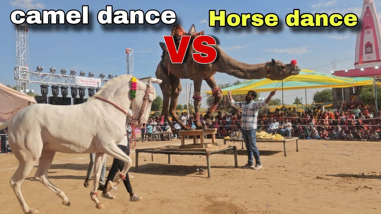Camel dance vs horse dance competition in karanga bara।।camel dance ...