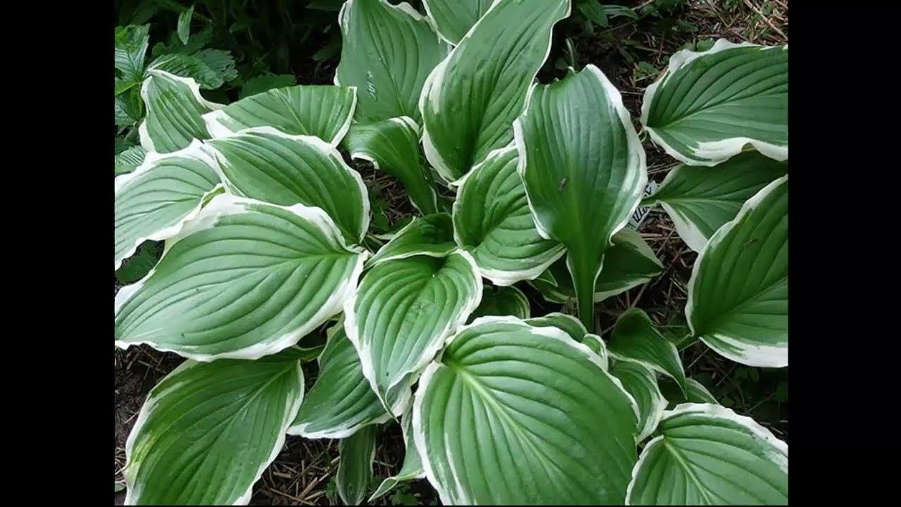 #Хоста1 #Hosta1 Garden flowers213 Декоративные растения - YouTube