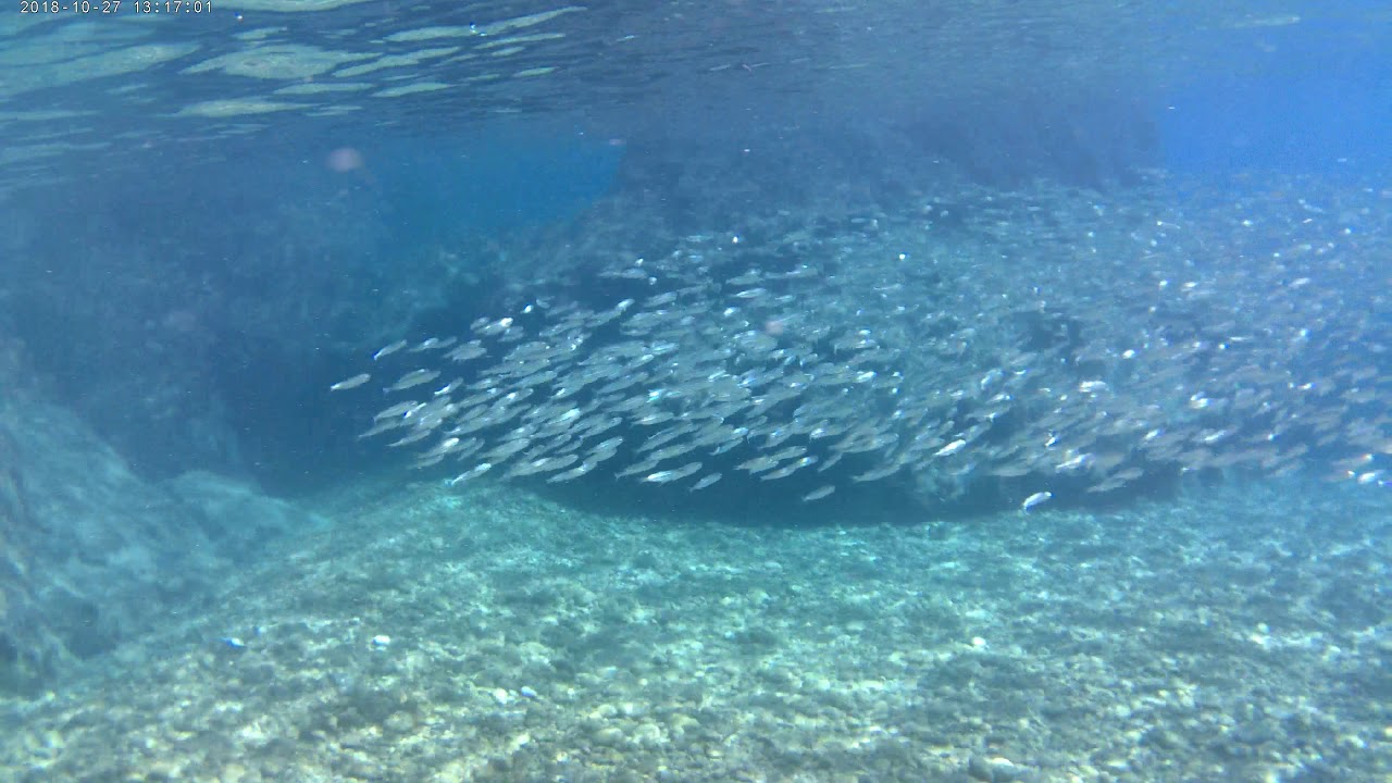 Shoal of fish (Rhodes, Greece). - YouTube