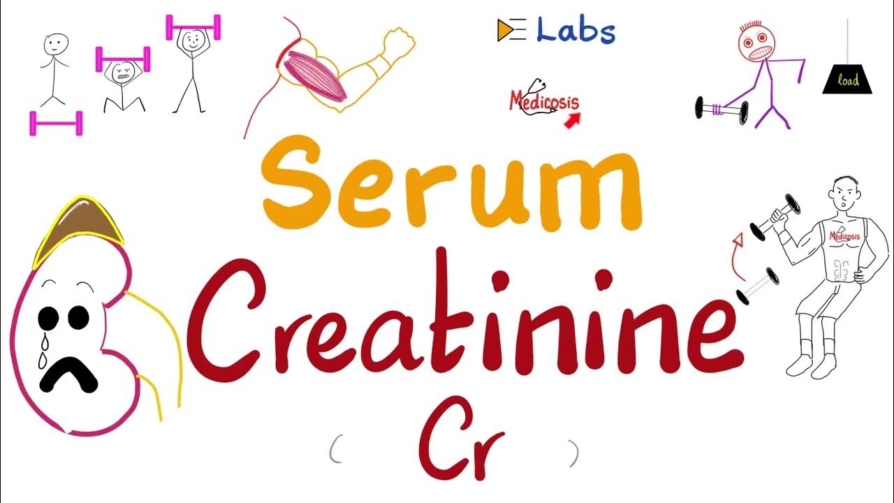 Serum Creatinine Renal Failure Kidney Function Tests YouTube serum-creatinine-renal-failure-kidney-function-tests-youtube