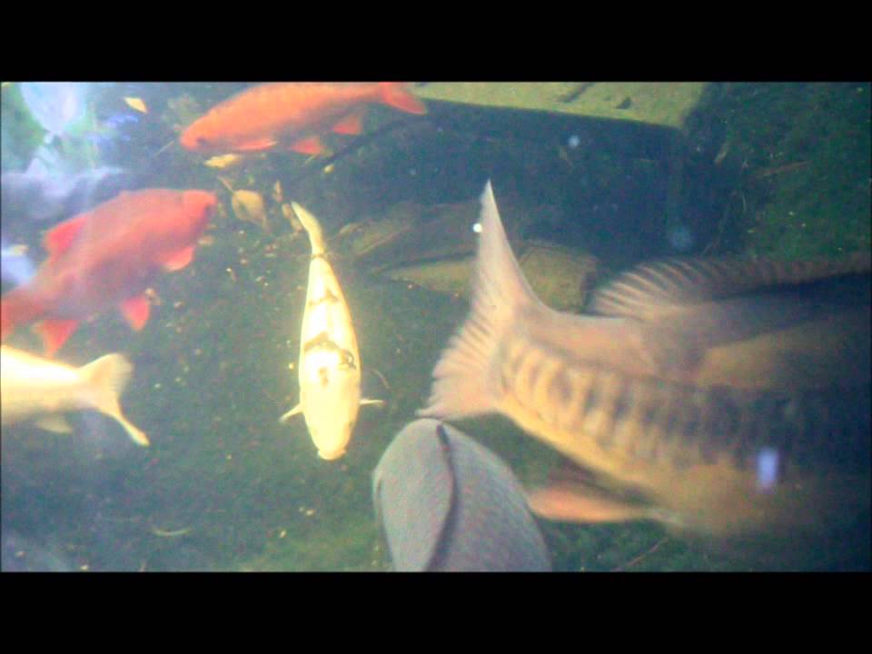 underwater pond footage, koi, zip linea mirror,common carp, barbel ...
