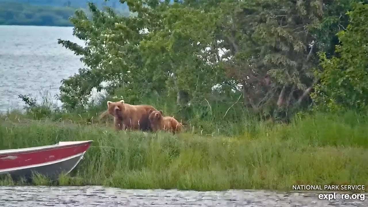 719 and Her Yearling Return - July 7, 2023 (explore.org) - YouTube