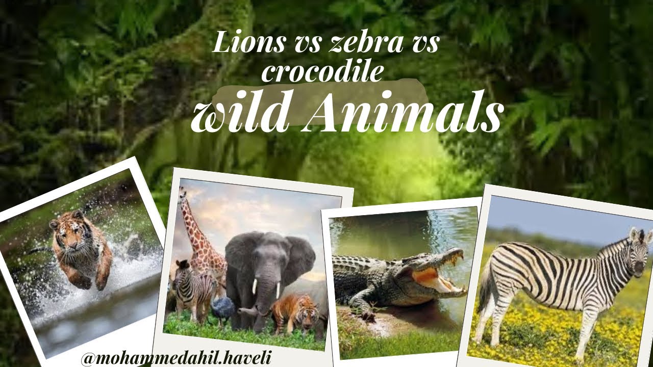 Lioness vs Zebra vs Giant Crocodile: EPIC WILDLIFE SHOWDOWN(2024) - YouTube