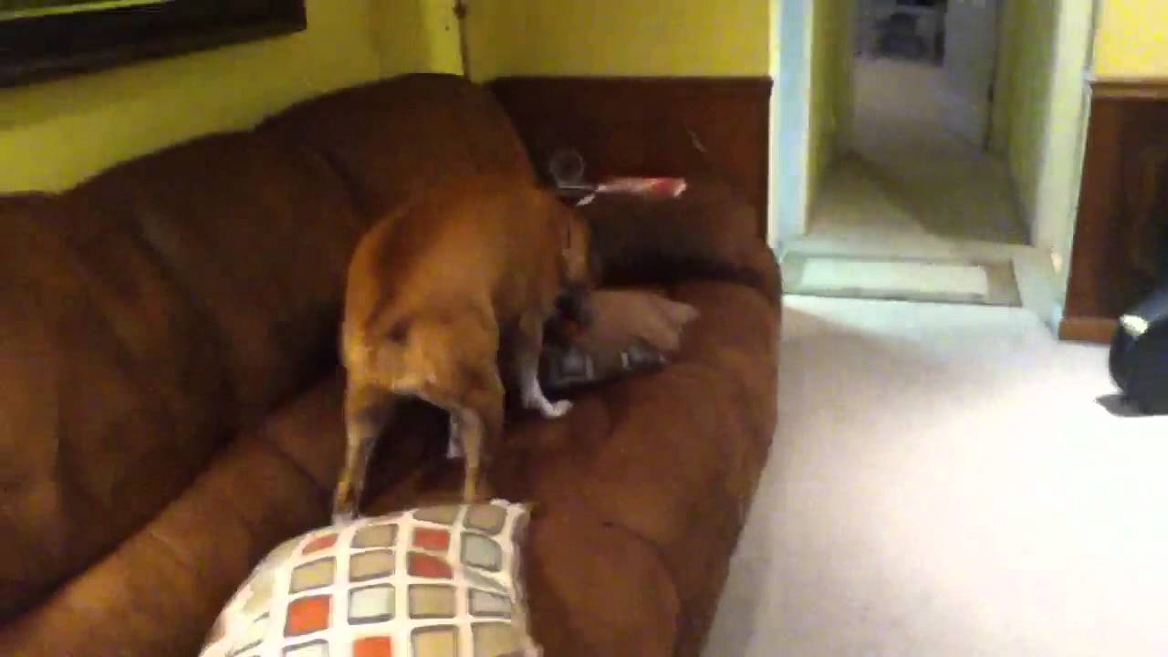 Creeped out dog - YouTube