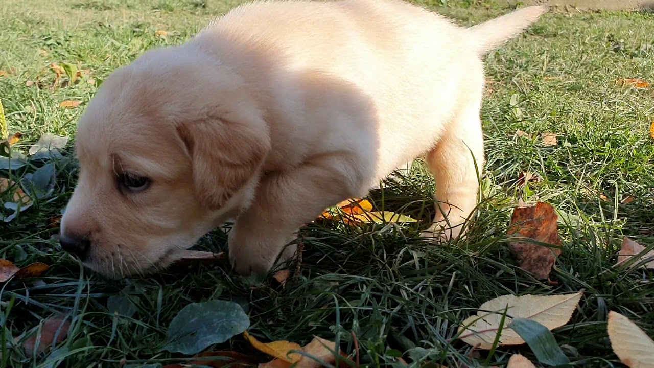 labrador puppies 3 weeks old - YouTube
