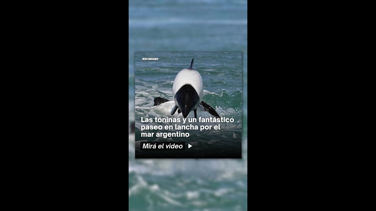 🌊🐬 ¡Conocé a las toninas, los delfines más hermosos y amigables! - YouTube