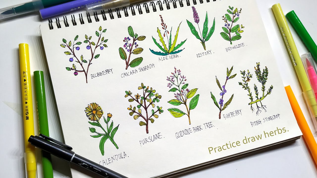 practice draw herbs./ 허브 그리기 연습./ - YouTube