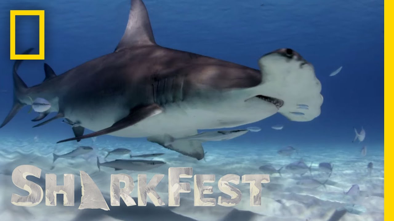 SharkFest 2016 Is Almost Here | Sharkfest - YouTube