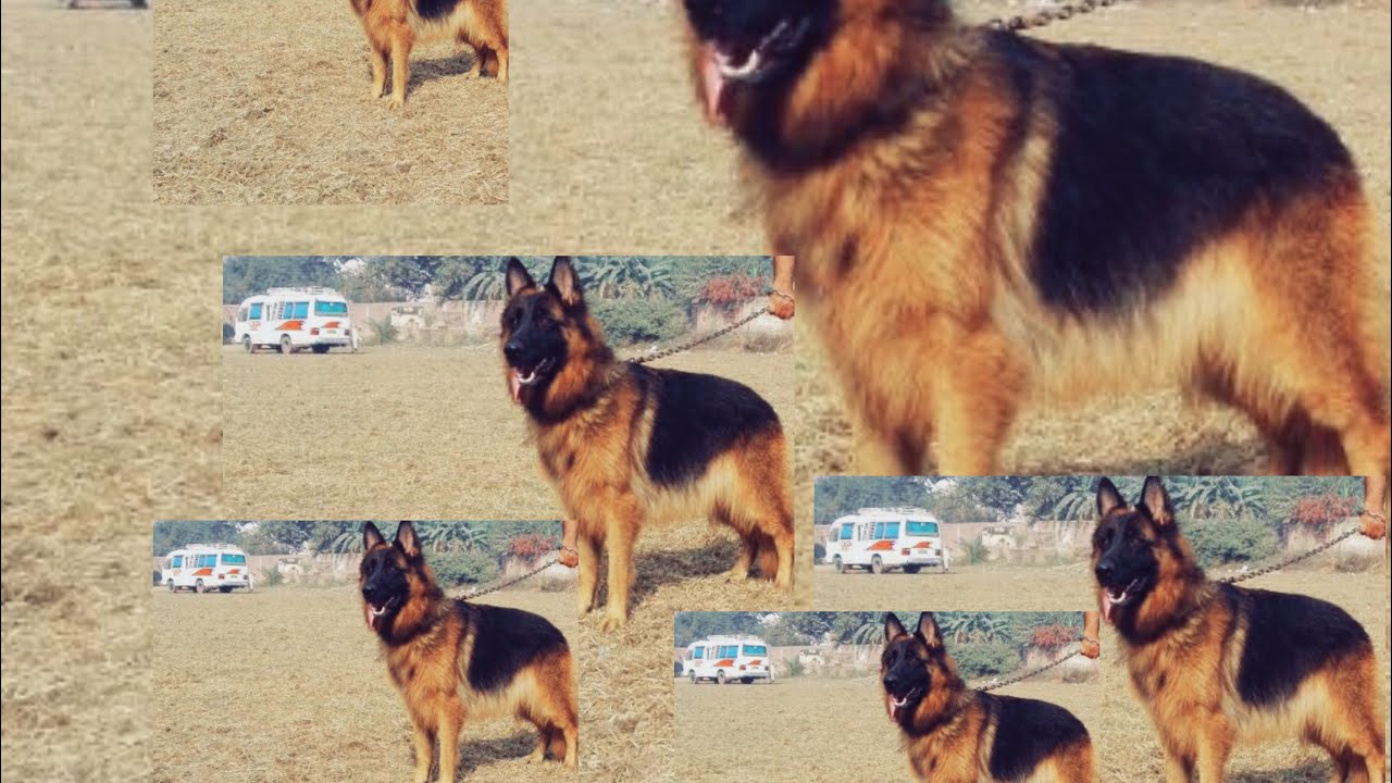 My dog 🐕 name is timmy - YouTube