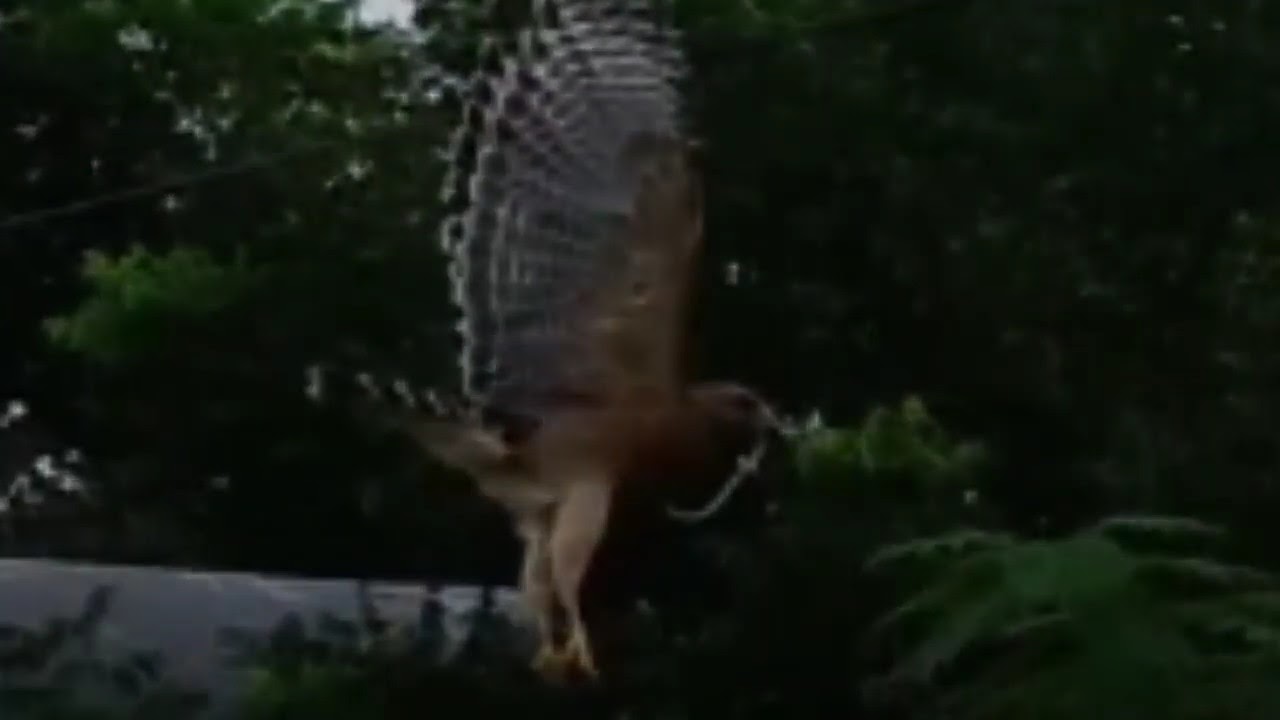 Hawk in Backyard caught Snake - YouTube