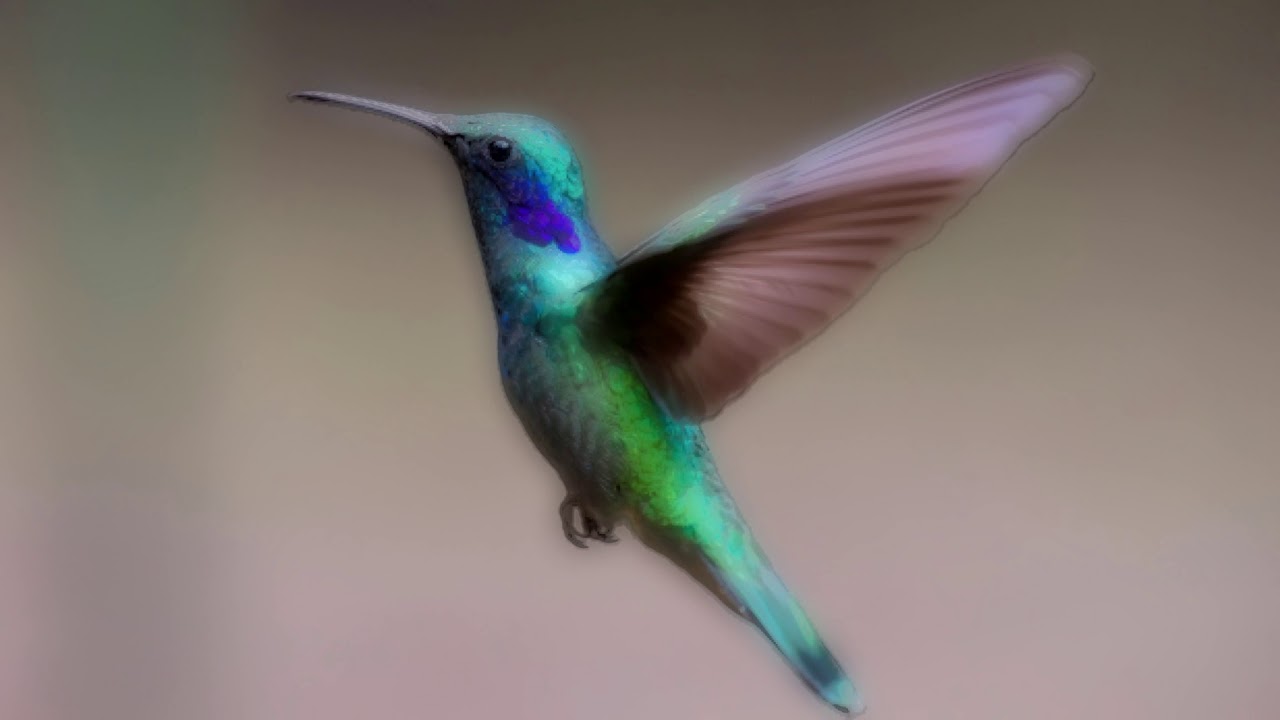 Beautiful landscape "Animated colibri". - YouTube