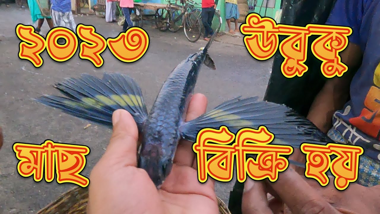 Flying fish || ডায়মন্ড হারবার মাছের বাজারে উড়ন্ত মাছ || real flying ...