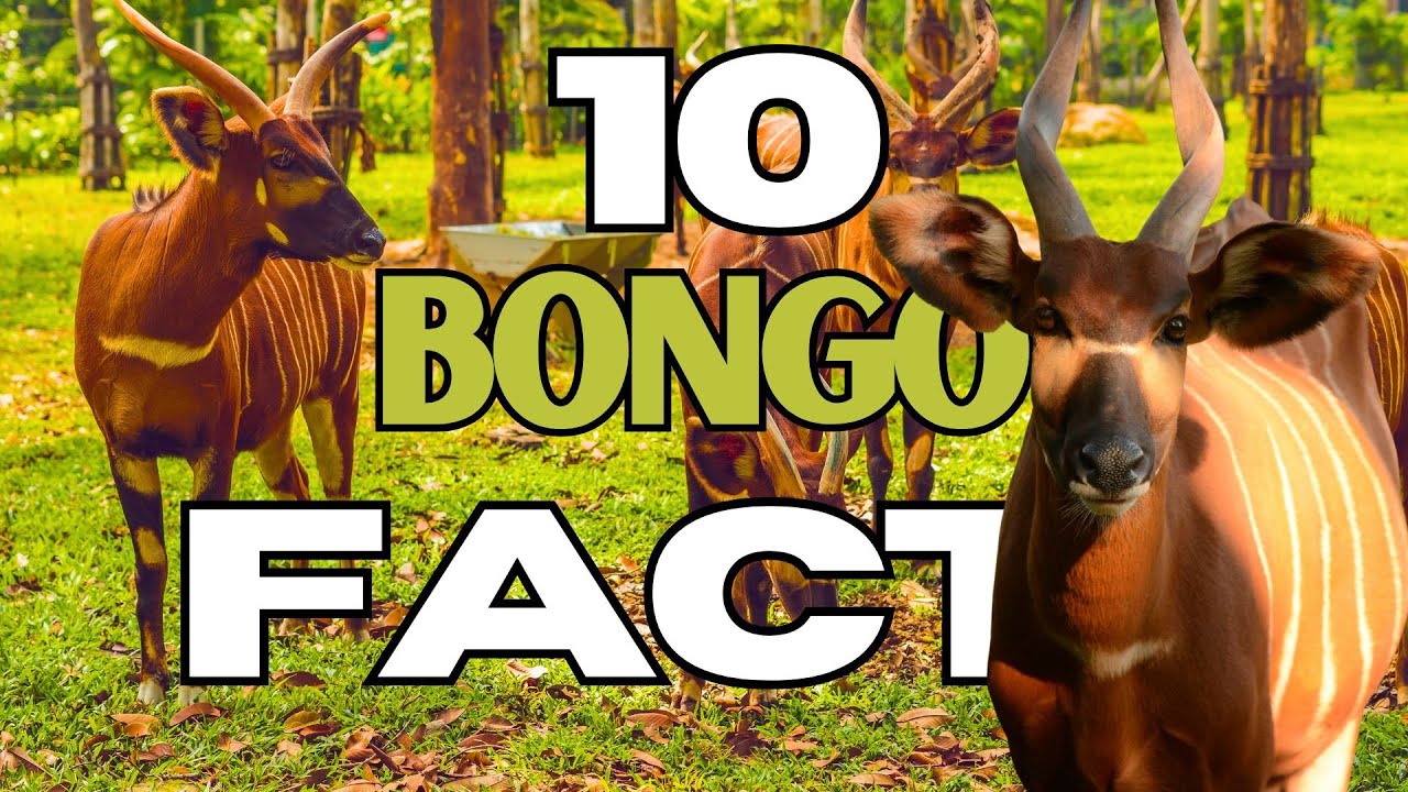 10 Fun Facts About The Bongo - YouTube
