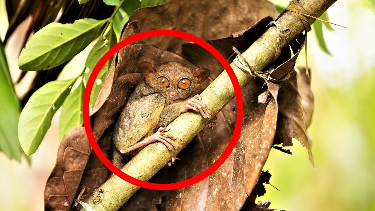 MOST BIZARRE Monkey Species - YouTube