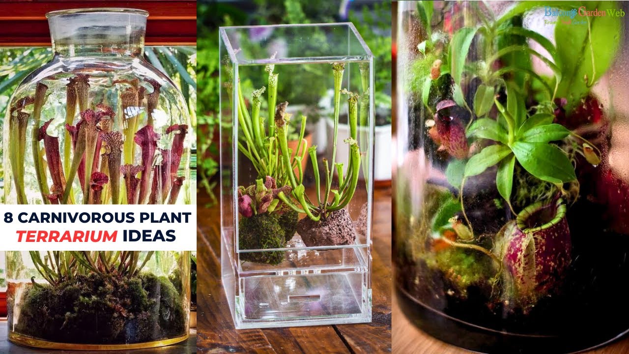 8 Carnivorous Plant Terrarium Ideas #terrarium - YouTube