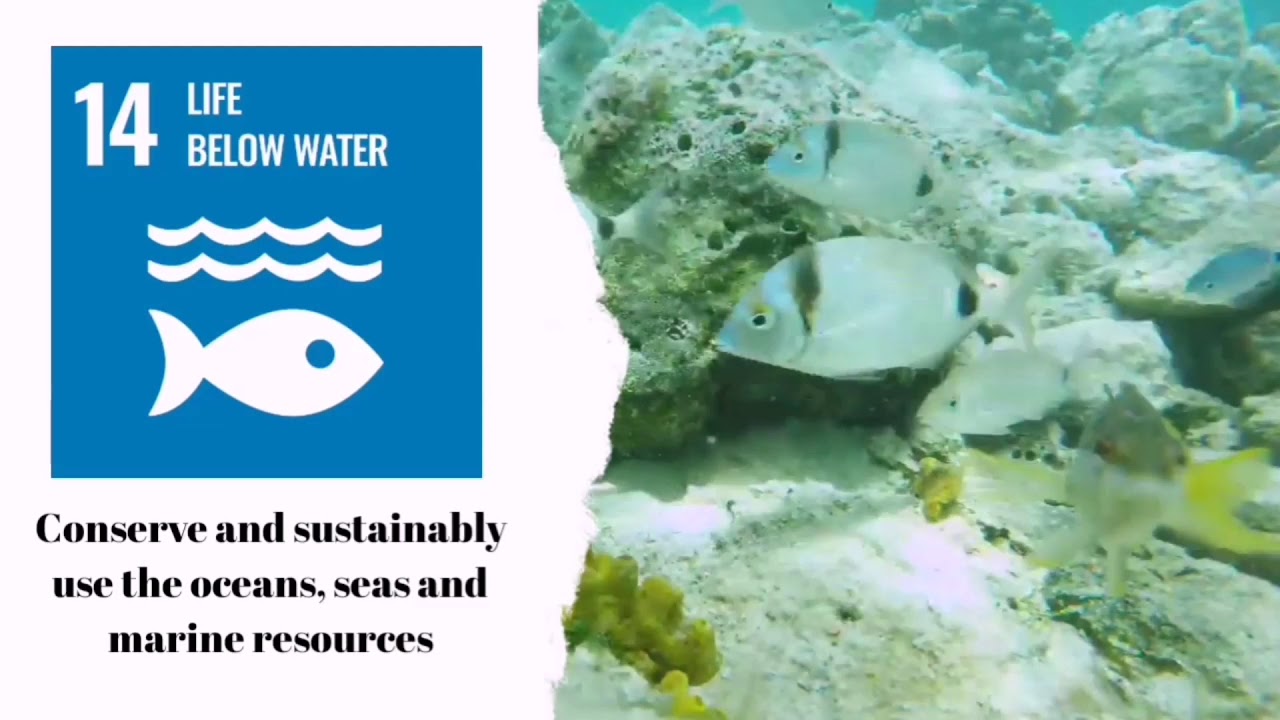 SUSTAINABLE DEVELOPMENT GOALS: SDG 14 LIFE BELOW WATER - YouTube