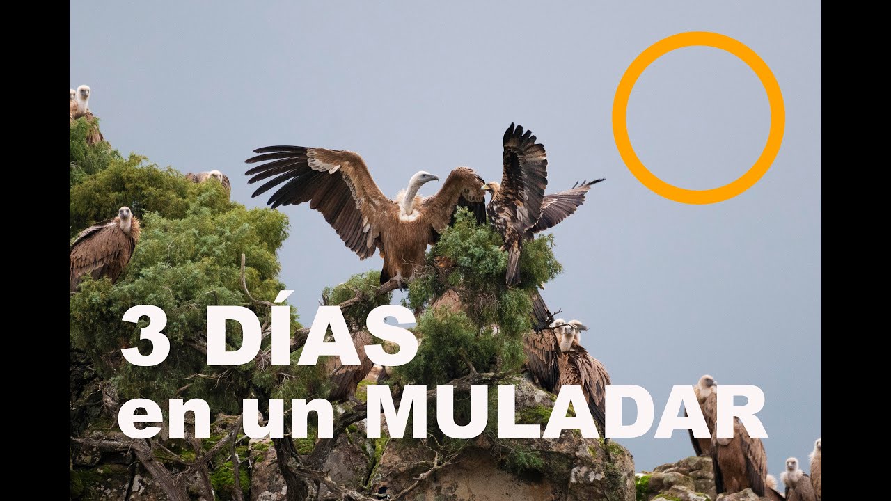 3 DIAS EN UN HIDE DE UN MULADAR - YouTube