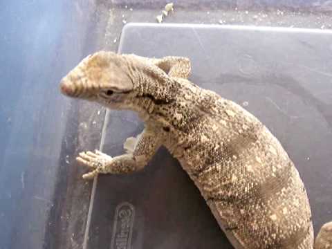 Varanus Griseus Griseus "Iran Desert Monitors" - YouTube