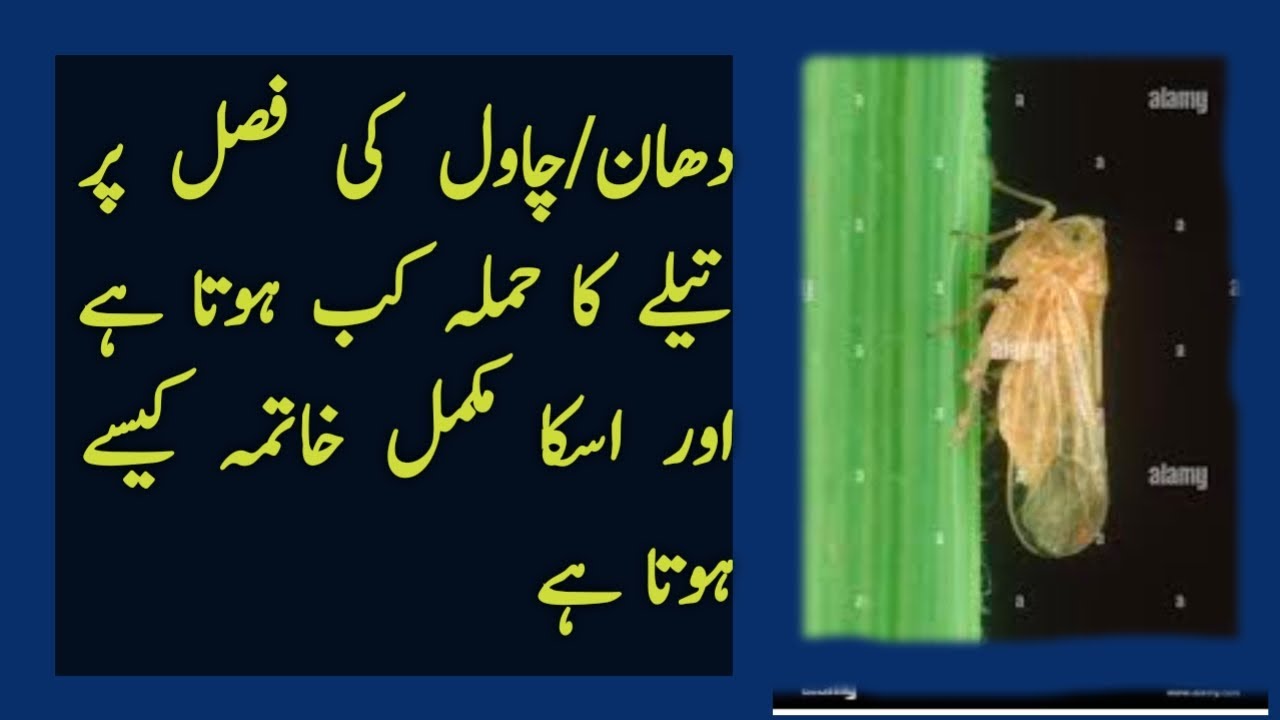 Leaf hopper of rice,what is the brown leaf hopper of rice, how can we ...