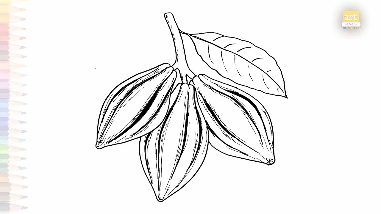 Cocoa fruit drawings easy | Outline sketches | How to draw Cocoa fruits ...